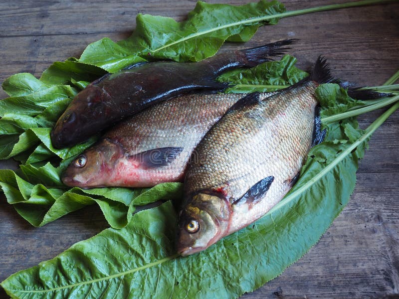 Large Freshwater Fish on the Table Stock Photo - Image of lake, leisure ...