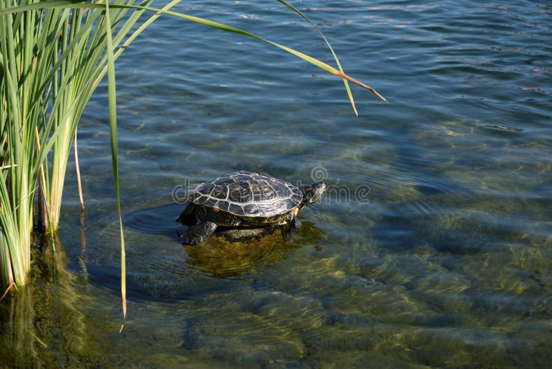 A Large Freshwater Turtle is Basking on a Rock Stock Image - Image of ...