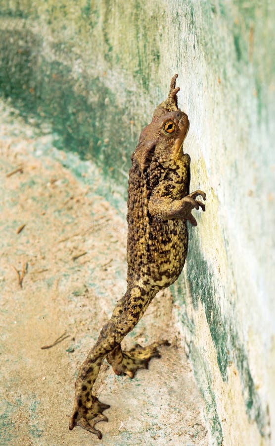 Large frog. stock photo. Image of face, amphibians, stand - 28185208