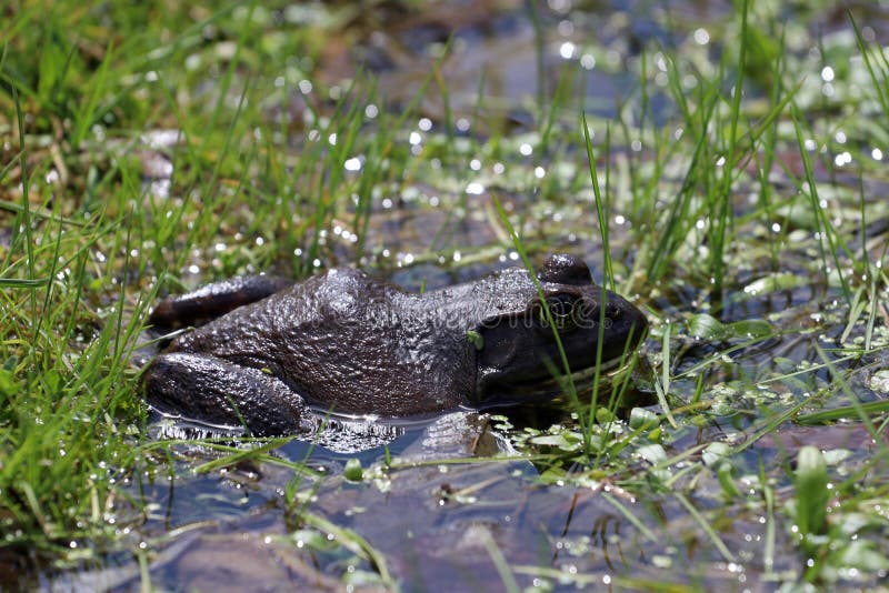 A large frog stock image. Image of mimicry, closeup - 218633069
