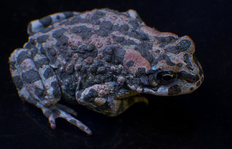 The big frog stock image. Image of macro, animal, people - 221430109