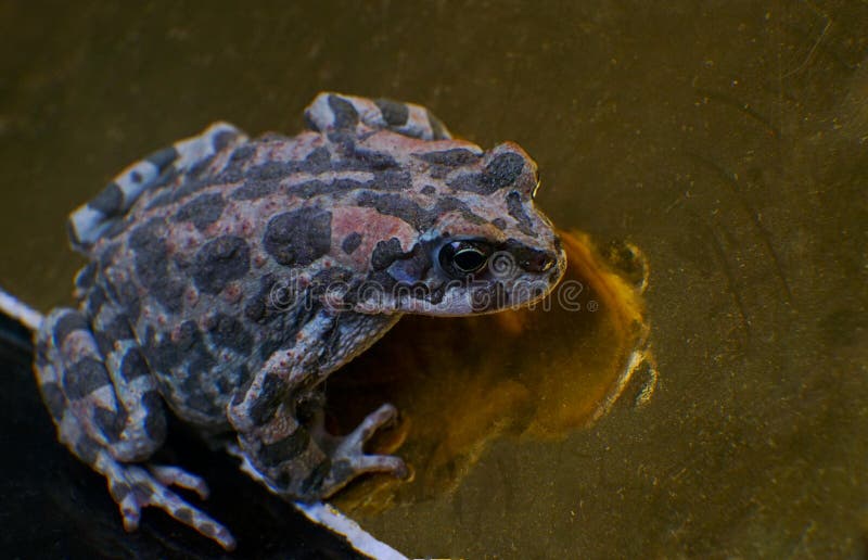 The big frog stock photo. Image of white, rainforest - 221430594