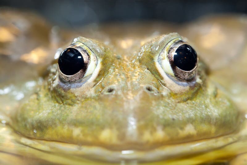Toad Eyes stock image. Image of closeup, details, nature - 5524875