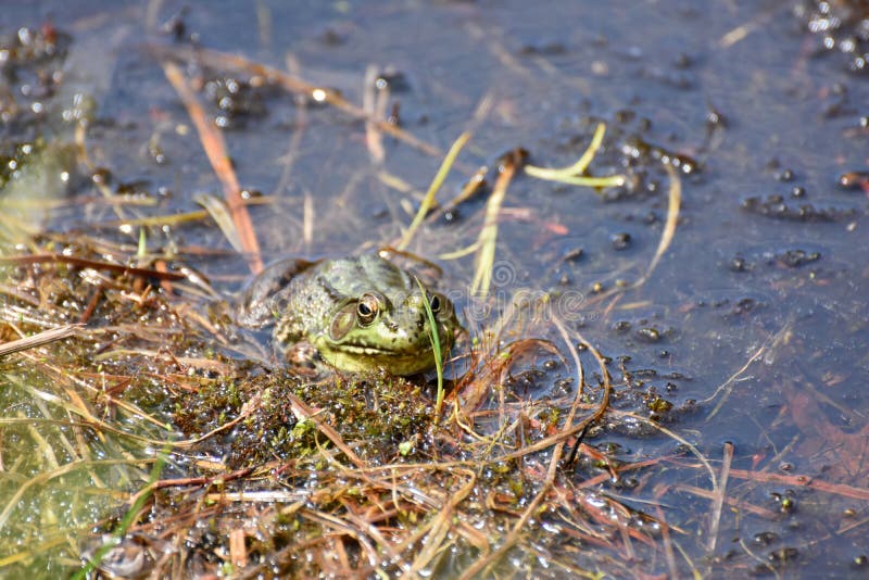 Large Frog Sitting in a Shallow Wetland Stock Photo - Image of marsh ...