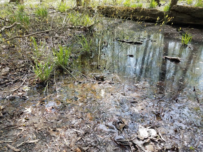 Large Frog or Toad in Water and Mud and Leaves Stock Image - Image of ...