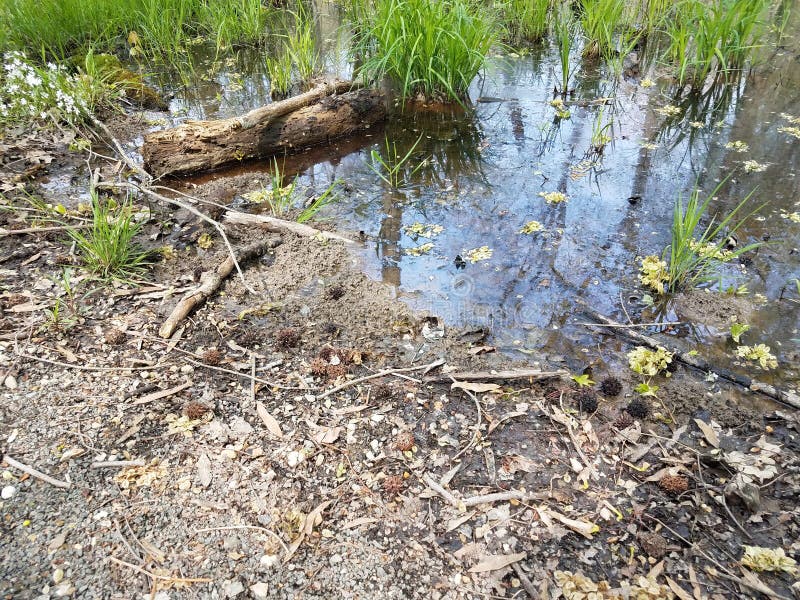 Large Frog and Water and Mud in Swamp Environment Stock Photo - Image ...
