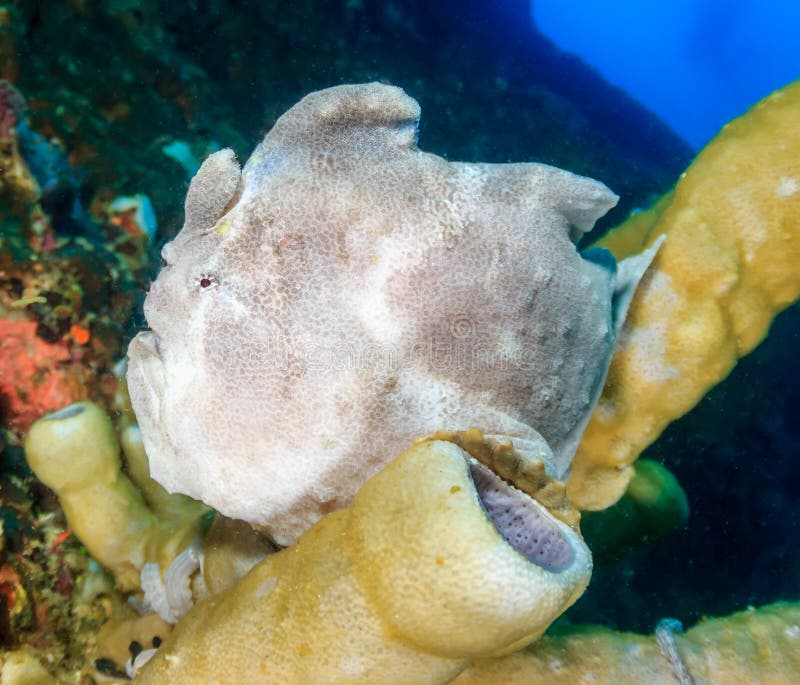 151 Deep Sea Frogfish Stock Photos - Free & Royalty-Free Stock Photos ...