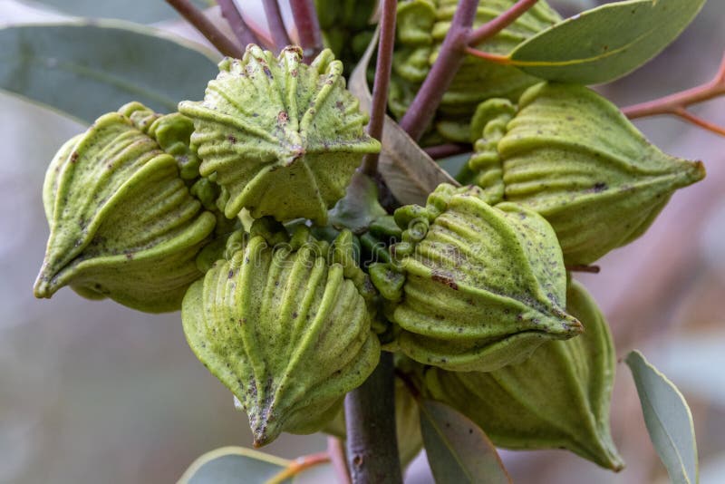 Large-fruited Mallee stock photo. Image of eucalyptus - 291993818