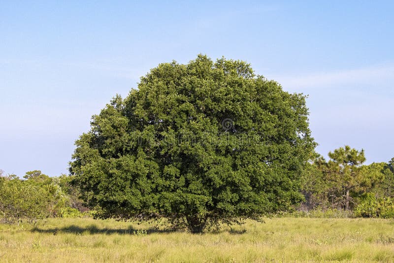 Full-tree harvesting stock image. Image of disaster, zola - 8710301