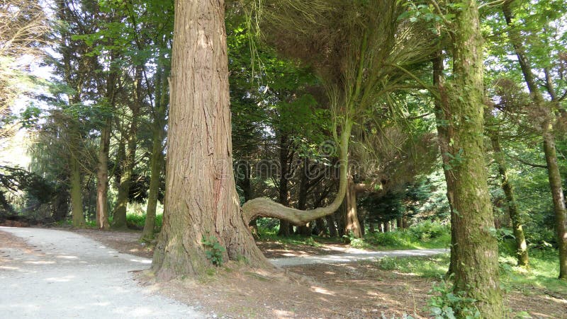 A Large Fun Y Shaped Yew Tree Growing in the Forest Stock Image - Image ...