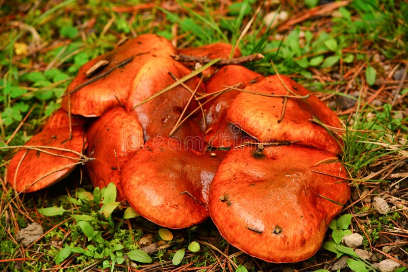 Funghi in the forest stock image. Image of ground, leaves - 47097221