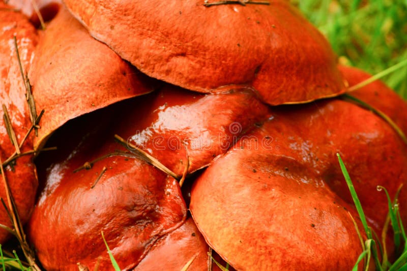 Large funghi stock photo. Image of park, organic, mushrooms - 191455848