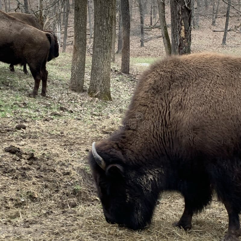 Bison Eating Hay in a Forest Stock Photo - Image of wildlife, autumn ...