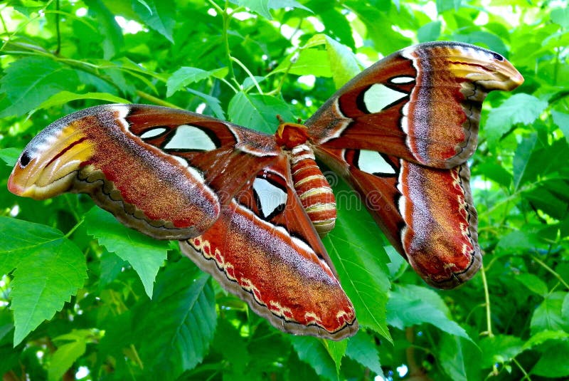 Large Furry Moth stock photo. Image of wings, furry, macro - 73817800