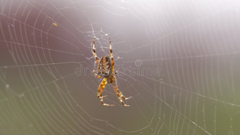 A Large Furry Spider, with a Beautiful Pattern Stock Footage - Video of ...