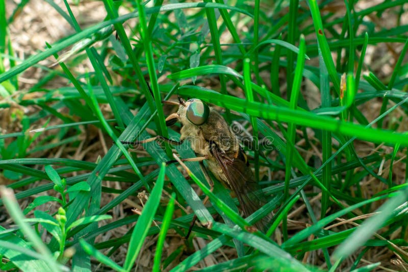 A Large Gadfly or Horse Fly Sits in the Green Grass. Stock Photo ...