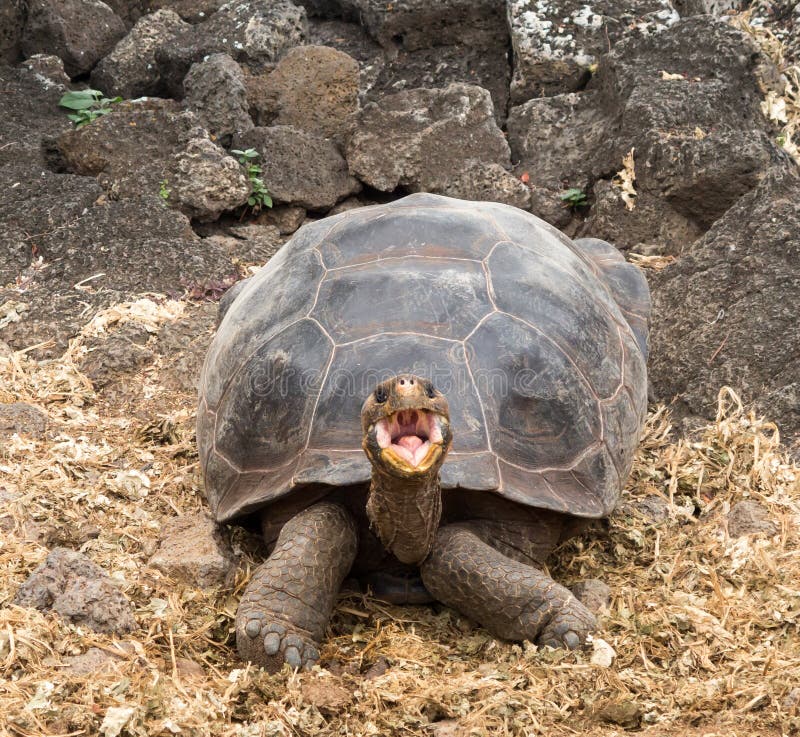 Large Galapagos Giant Tortoise Stock Photo - Image of national, huge ...