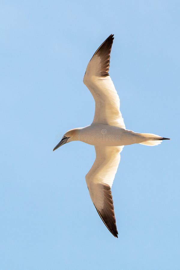 A Large Gannet Flying on Light Blue Sky Stock Image - Image of bill ...