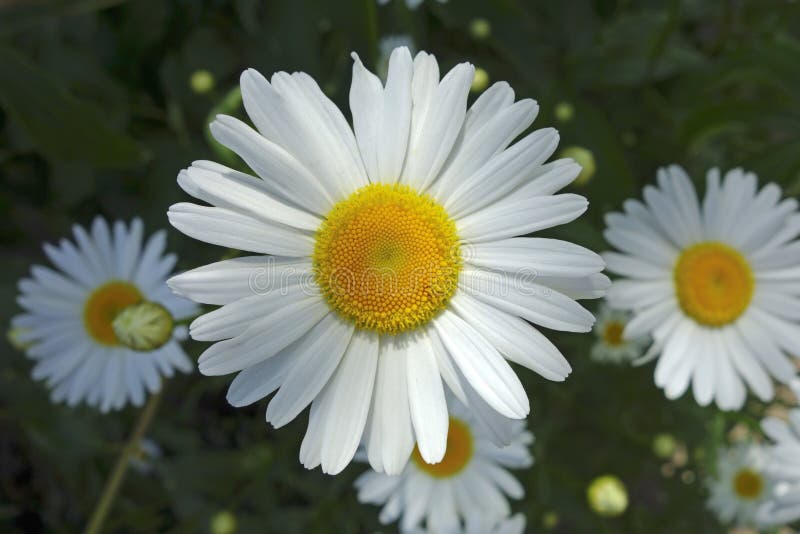 Large garden daisy stock photo. Image of white, pollen - 80630816
