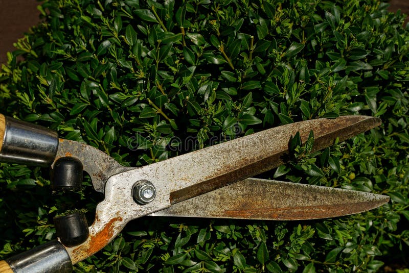 Large Garden Scissors on a Green Bush Stock Image - Image of gardener ...