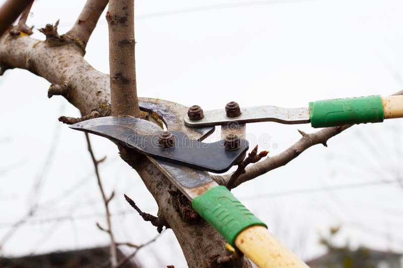 Large Garden Shears Cut a Tree Branch in the Spring Stock Photo - Image ...