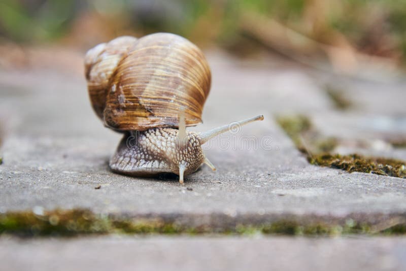 A Large Garden Snail Crawls Along an Asphalt Path. Stock Image - Image ...