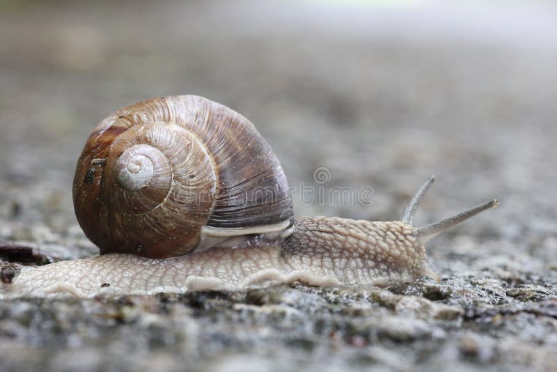 Large garden snail stock image. Image of nutriment, edible - 41934829