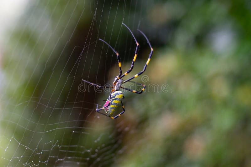 Large Garden Spider on it`s Web in Japan Stock Photo - Image of large ...