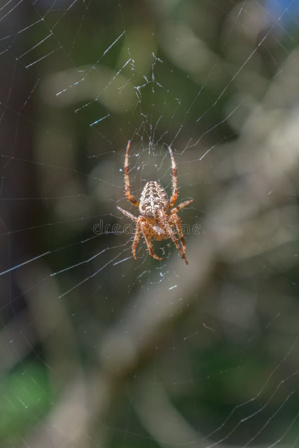 Large Garden Spider on Spider Web. Morning Dew on a Spider Web Stock ...