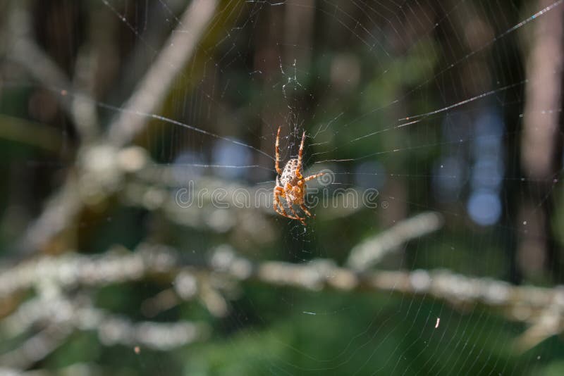 Large Garden Spider on Spider Web. Morning Dew on a Spider Web Stock ...
