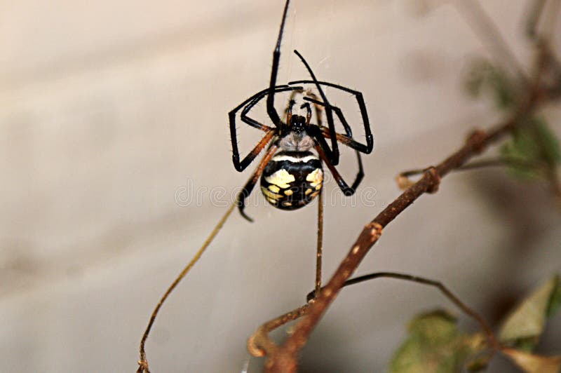 Large Garden Spider in Web stock photo. Image of creep - 47220194