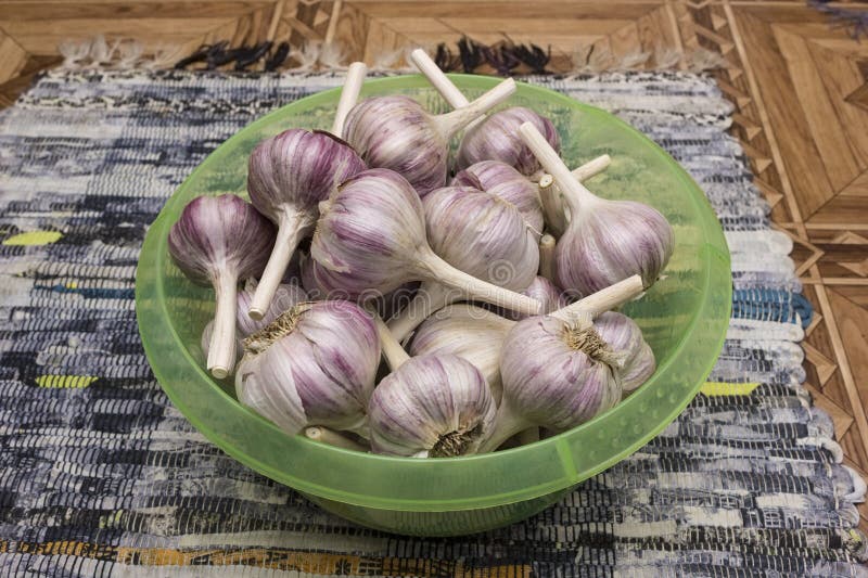 Large Garlic Bulbs on a Plastic Dish Stock Image - Image of grow, food ...