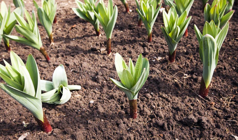 A large set of garlic stock image. Image of fresh, isolated - 113562757