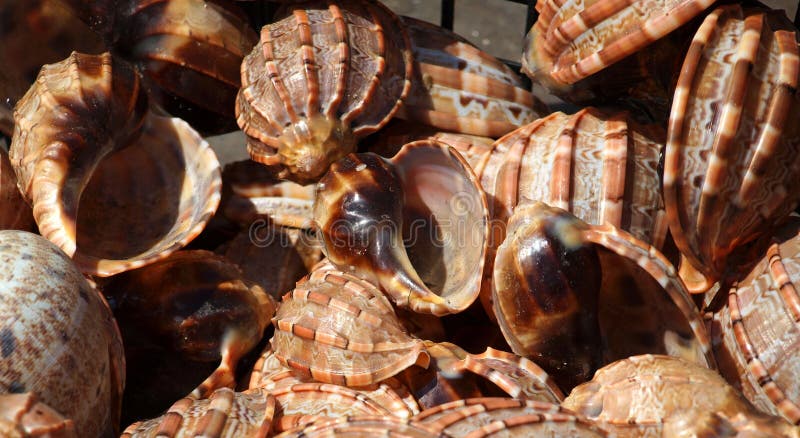 Large Gastropod Sea Shells stock photo. Image of sunlight - 25428724