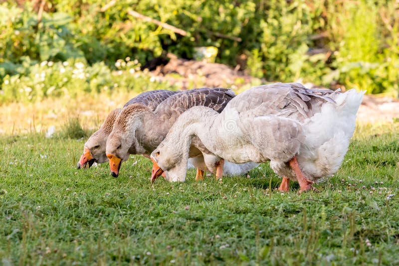 Large Geese Graze on a Meadow in the Grass_ Stock Photo - Image of ...