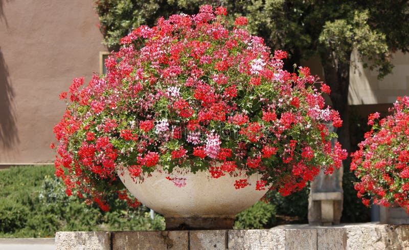 Large geranium pot stock image. Image of beauty, decoration - 90104087