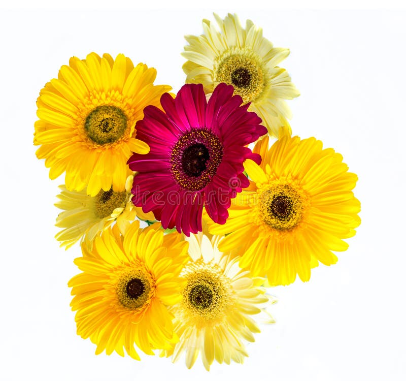 Large Gerbera in a Bouquet on a White Background. Stock Image - Image ...