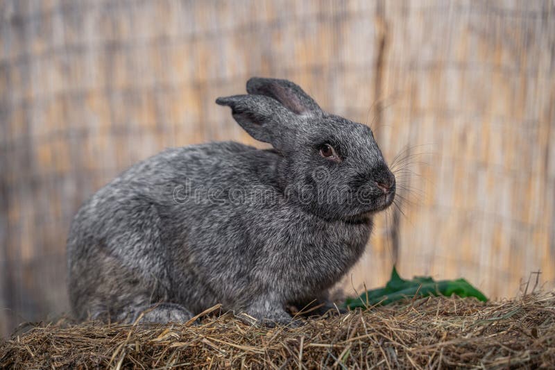 Large German Poltava Silver Large Rabbit Sit on a Hay before Easter ...