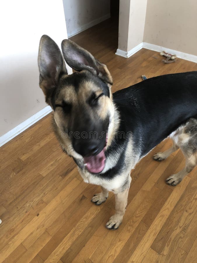 German Shepard eyes closed stock image. Image of german - 159628993