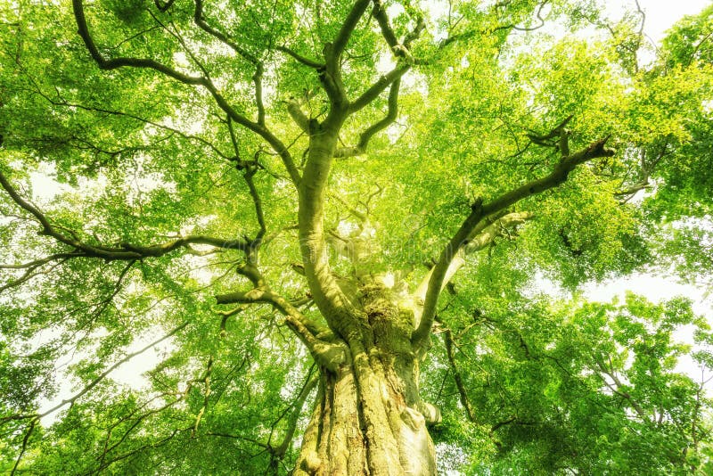 Large Gigantic Beech Tree with a Glowing Tree Top Stock Photo - Image ...
