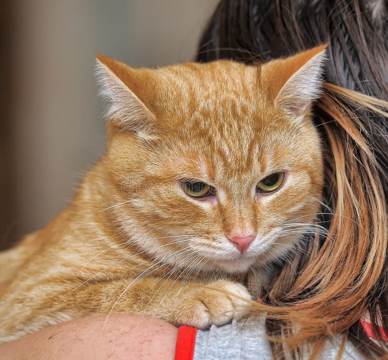 Large ginger root stock image. Image of background, natural - 38815639