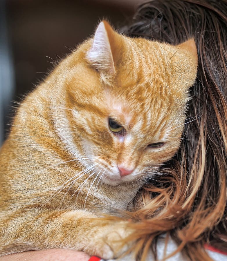 Large Ginger Male Tomcat Cat Tabby Stock Photo - Image of kitten ...