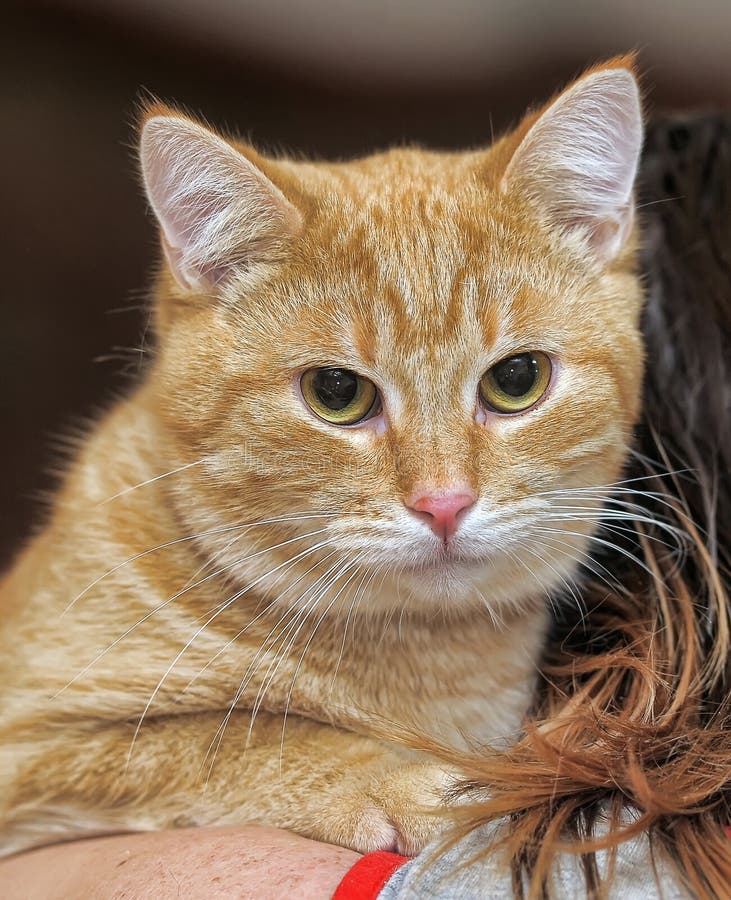 Large Ginger Affectionate Cat Stock Image - Image of face, fluffy ...