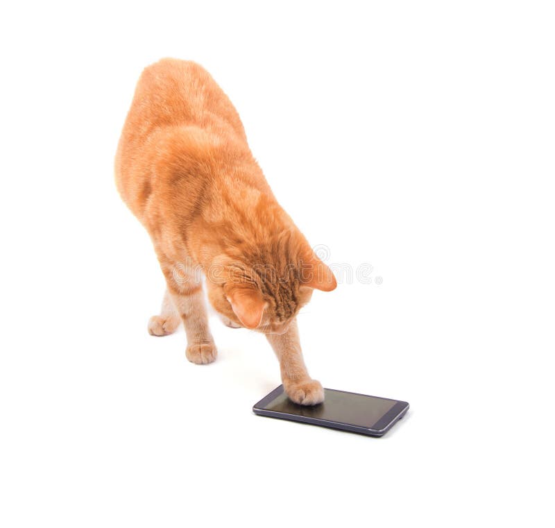 Large Ginger Tabby Cat Playing on a Smart Phone Stock Photo - Image of ...