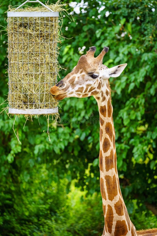 Large Giraffe Eating Grass from a Special Feeder for these Animals ...