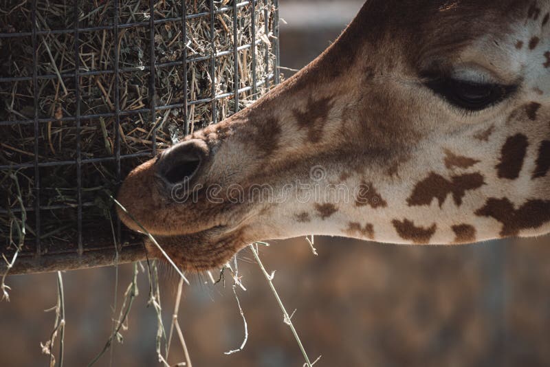A Giraffe Eats Hay from a Feeder Stock Photo - Image of funny ...