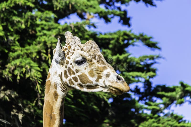Large Giraffe Head stock image. Image of funny, natural - 49508331