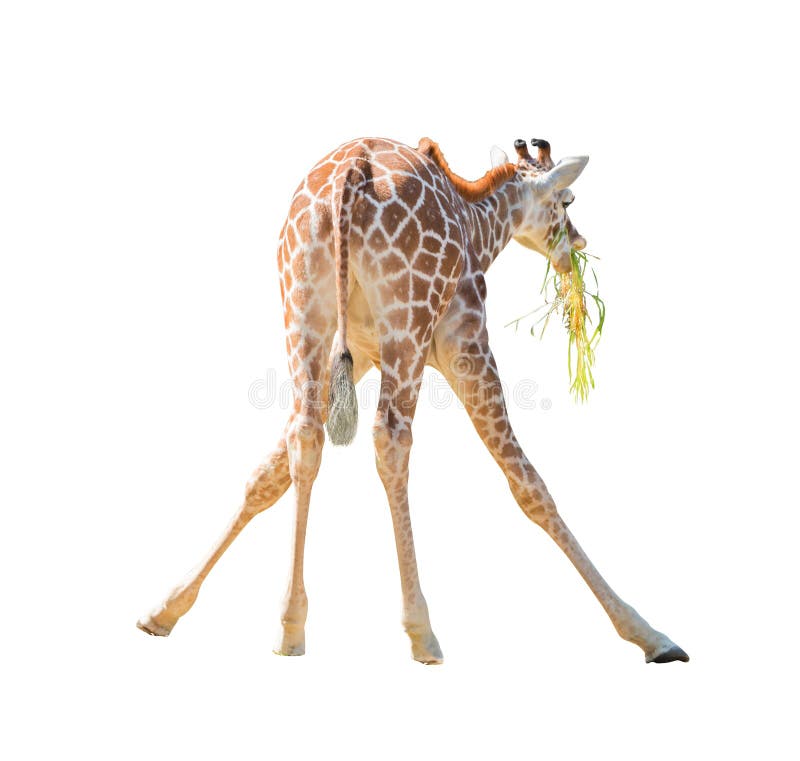 Large Giraffe Leaned Over To Pick Up a Branch Stock Photo - Image of ...