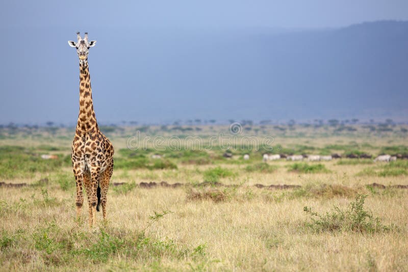 Large Giraffe Looking at the Camera Stock Image - Image of giraffe ...