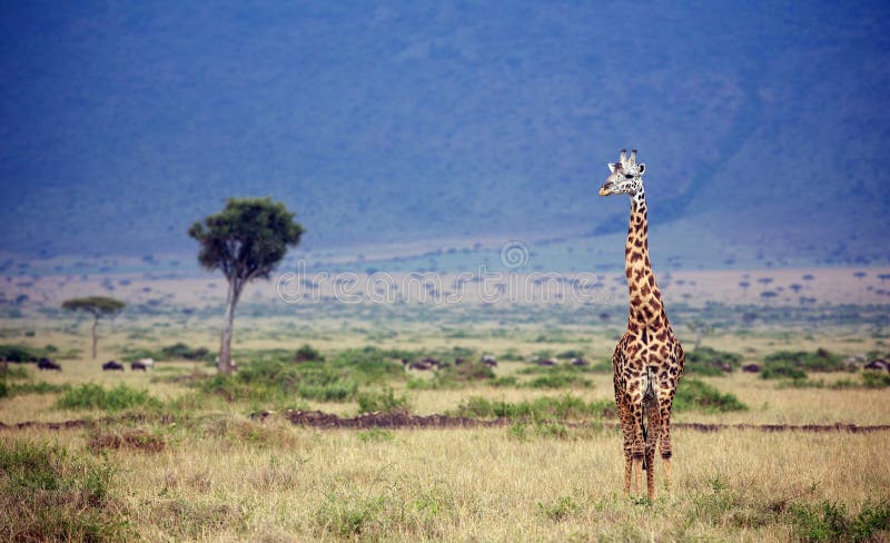 Large giraffe stock image. Image of tanzania, standing - 58270813